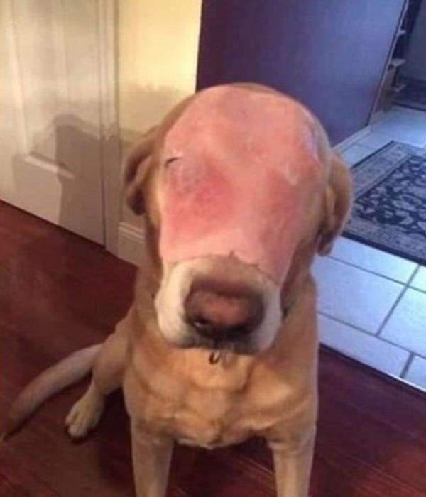 Thousands of people tricked into praying for dog with ham on face – 102 ...