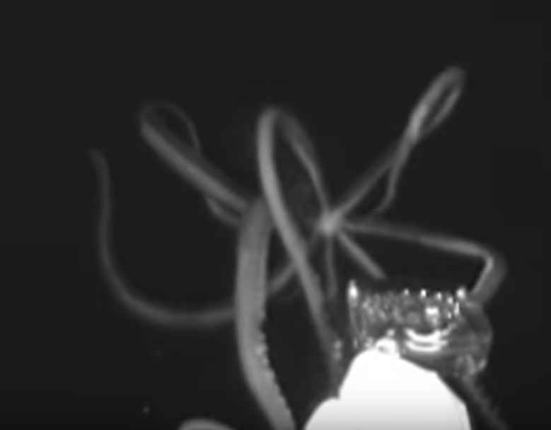 Watch:Giant Squid captured on camera by scientists working in the Gulf ...