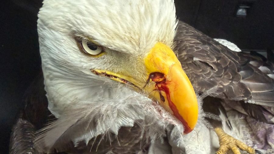 Beauty: The Inspiring Story of a Bald Eagle’s Miraculous Recovery with ...