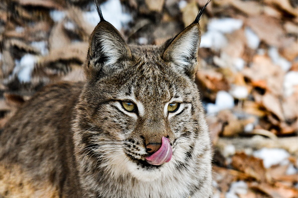 Maine man catches rare video of two lynx 'caterwauling' – WDBO