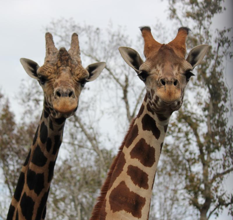 Stick out your neck and learn something about giraffes – WDBO
