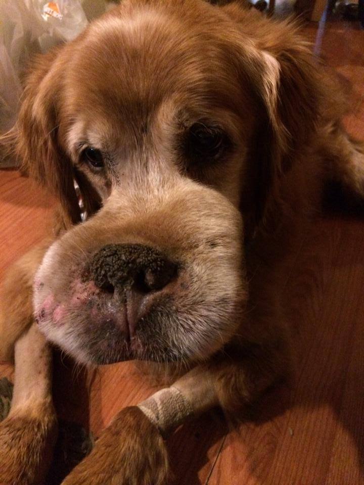 Lovable deformed dog tugs at heartstrings – 102.3 KRMG