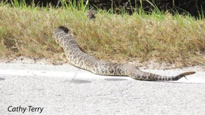 [Picture] Woman Takes Picture Of A Huge Rattlesnake Crossing Florida ...