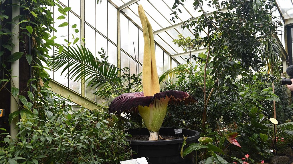 Rare, smelly ‘corpse flower’ set to bloom at Nashville Zoo