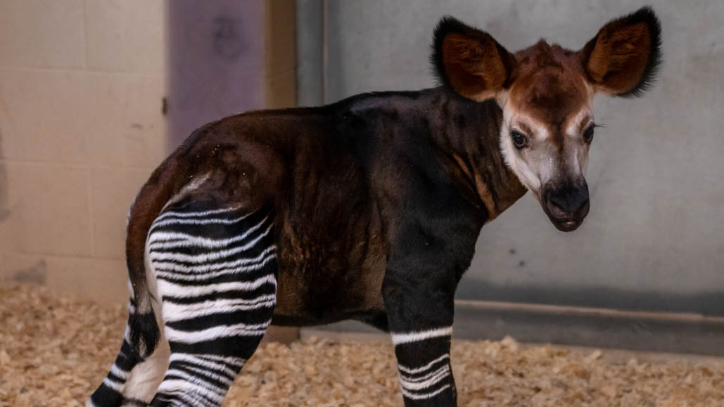 After Earth Okapi