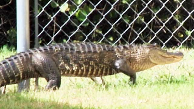 7-foot gator found on front lawn of Cocoa home – WDBO