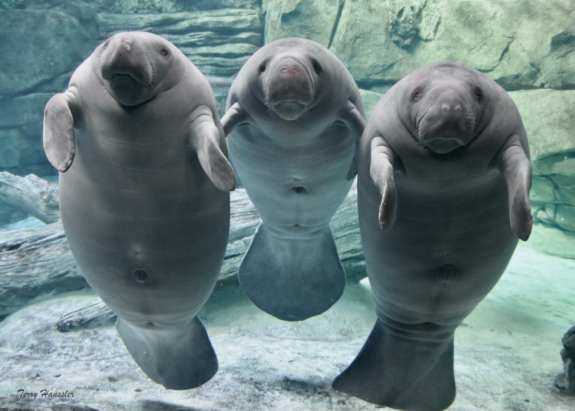 Manatee Newborn