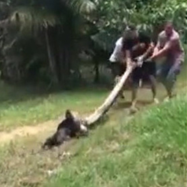 VIDEO: Men save dog from python... but not everyone is happy about it ...