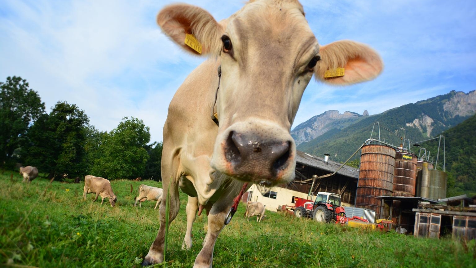 Couple arrested after crashing into cow while fleeing police – 106.1 BLI