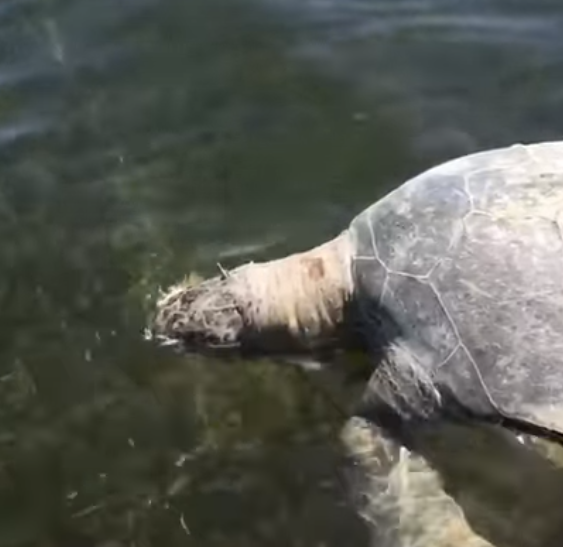 Officials ask for help after discovery of a ‘poached’ sea turtle – WDBO