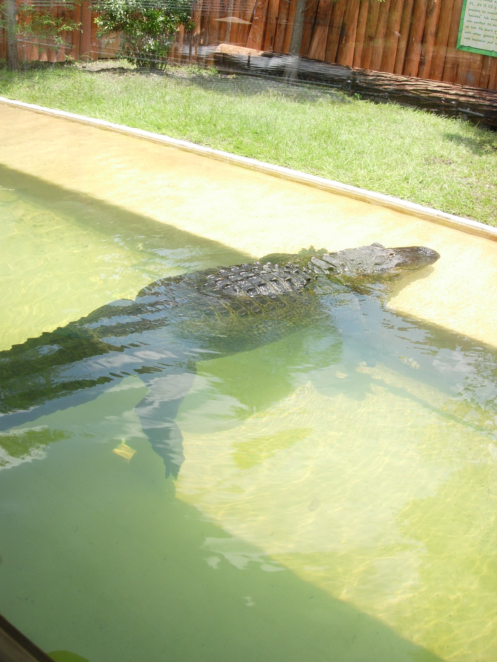 Bradenton couple find 8 foot gator in pool – WDBO