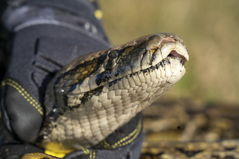 2020 Python Bowl kicks off Friday in Everglades – WDBO