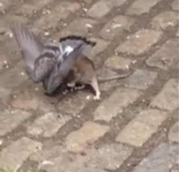 NYC rat attacks, kills pigeon in shocking video – WDBO