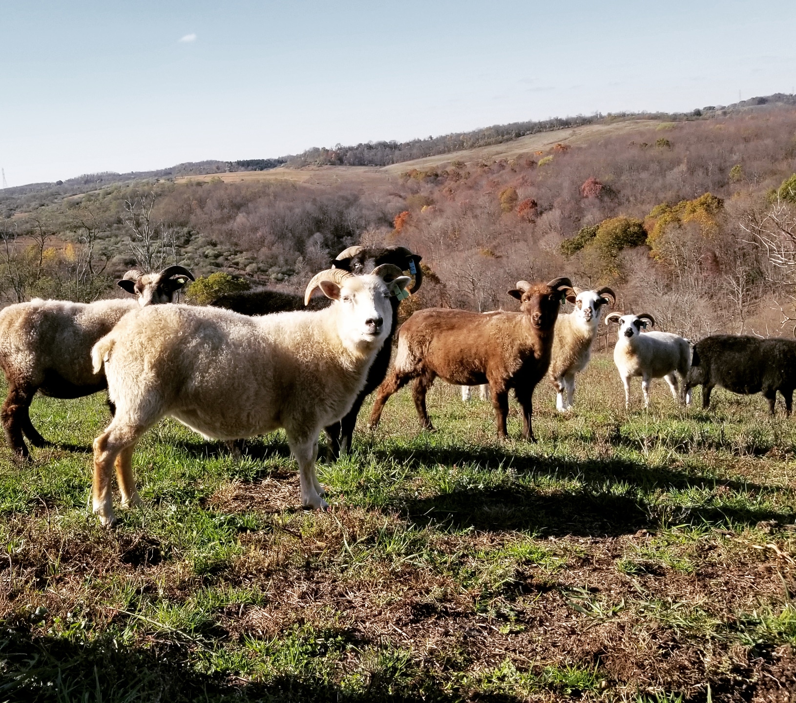 Christmas Tree Feeding Tube at James Velarde blog