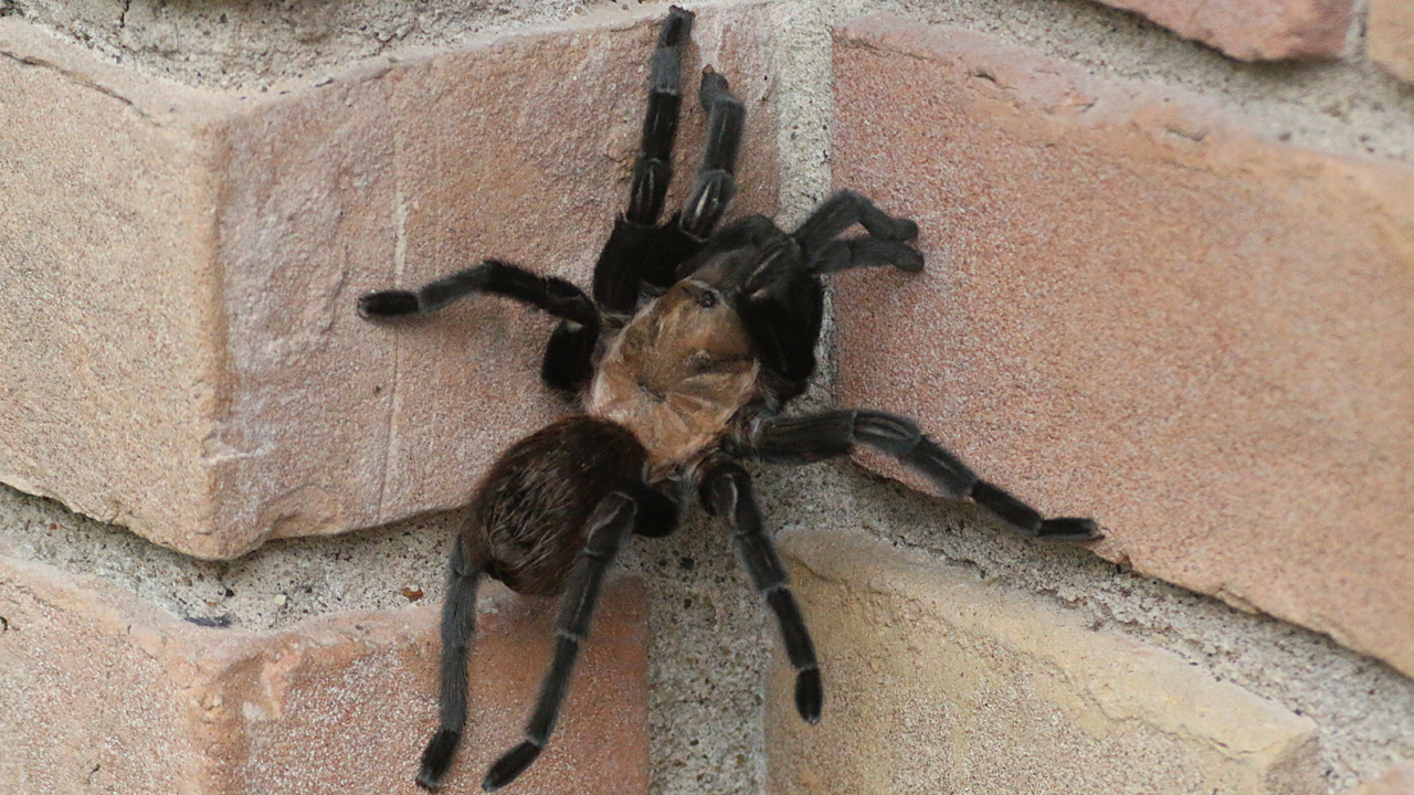 Must-see: Texas couple’s encounter with massive spider goes viral – WSOC TV
