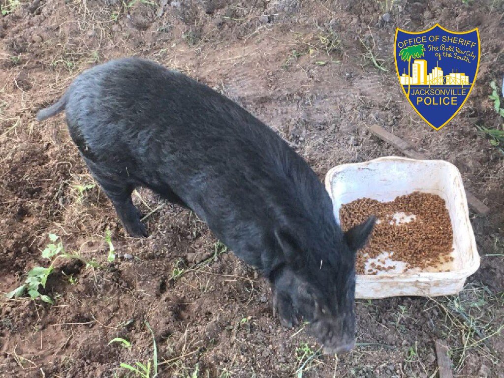 PHOTO: JSO hoping to reunite lost pig with its owner – 104.5 WOKV