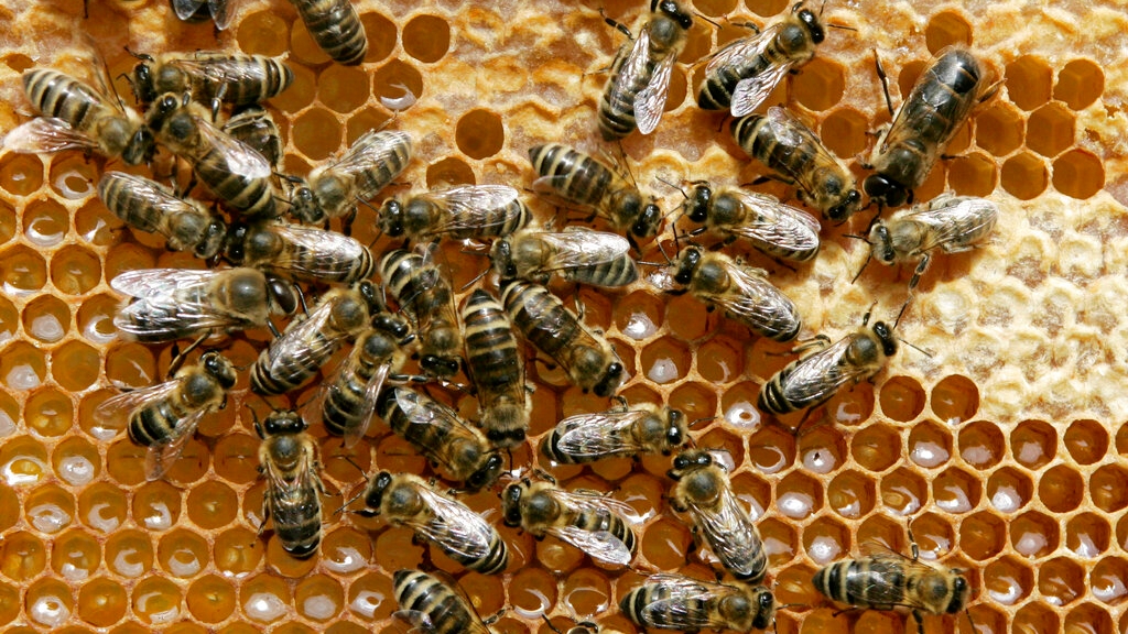 Are honey bees colonies coming back? Study says maybe
