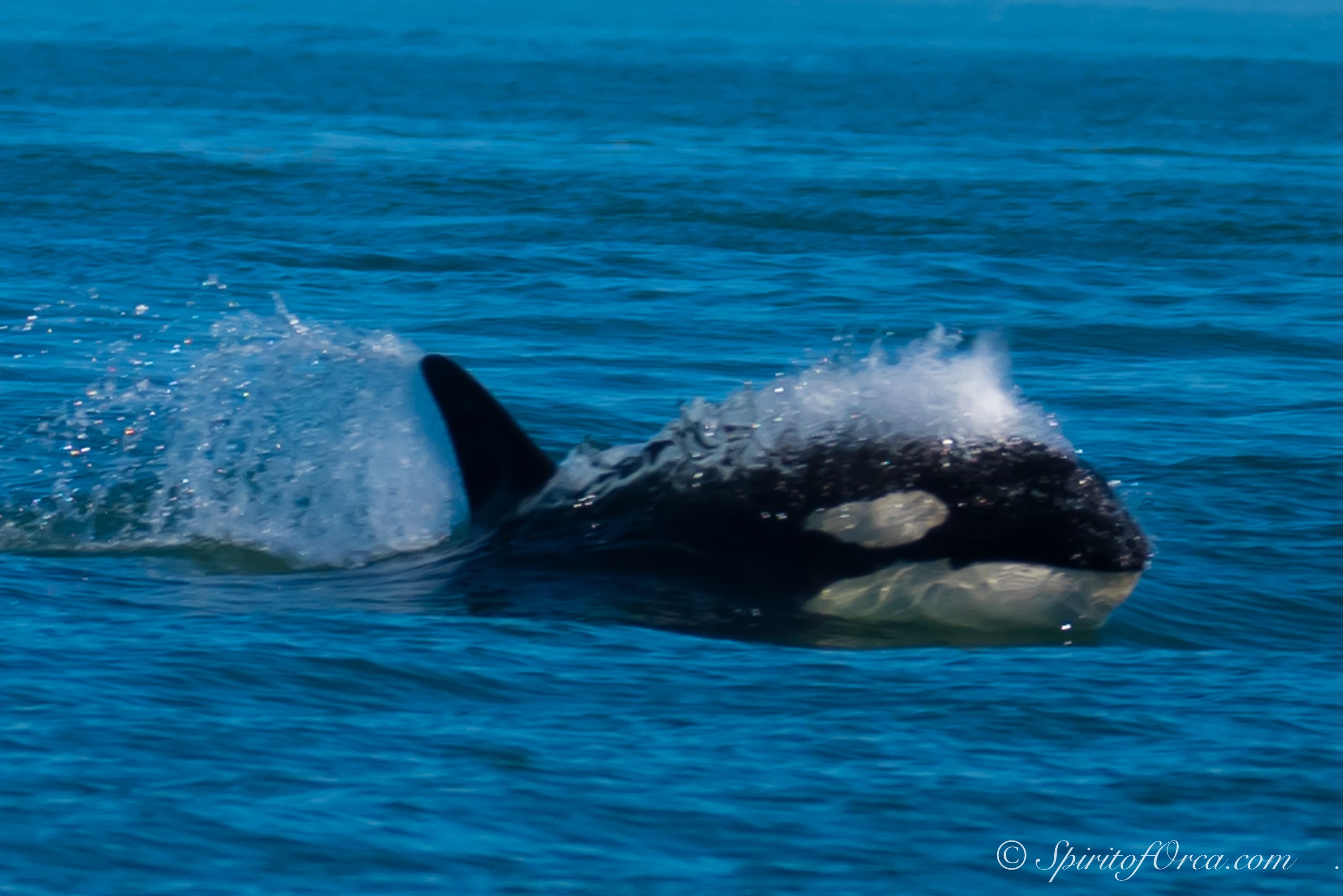 NOAA starts review of endangered Southern Resident orcas – KIRO 7 News ...