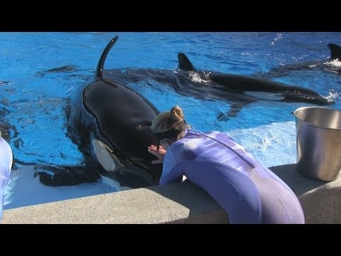 Killer whale trainer featured in Blackfish supports SeaWorld – WDBO