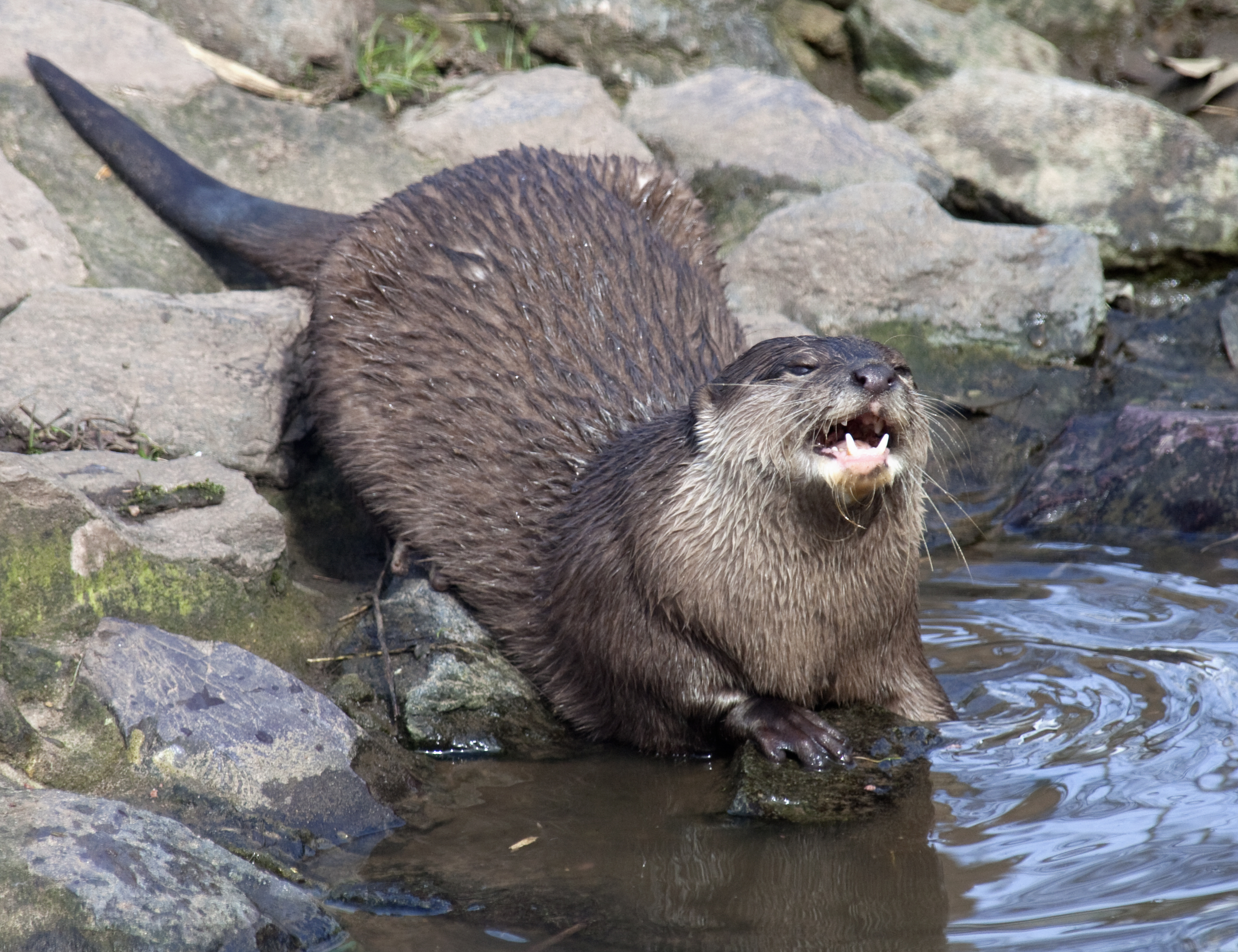 Maitland police shoot and kill rabid otter – WDBO