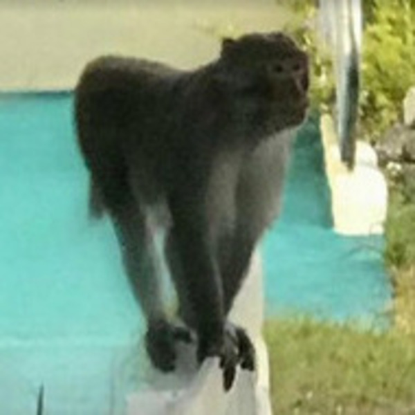 Missing monkey spotted again in Apopka, resident says – WDBO