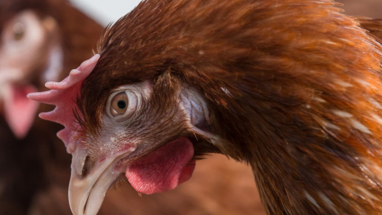 Hen for the hills: Video of chicken sledding in Massachusetts goes ...