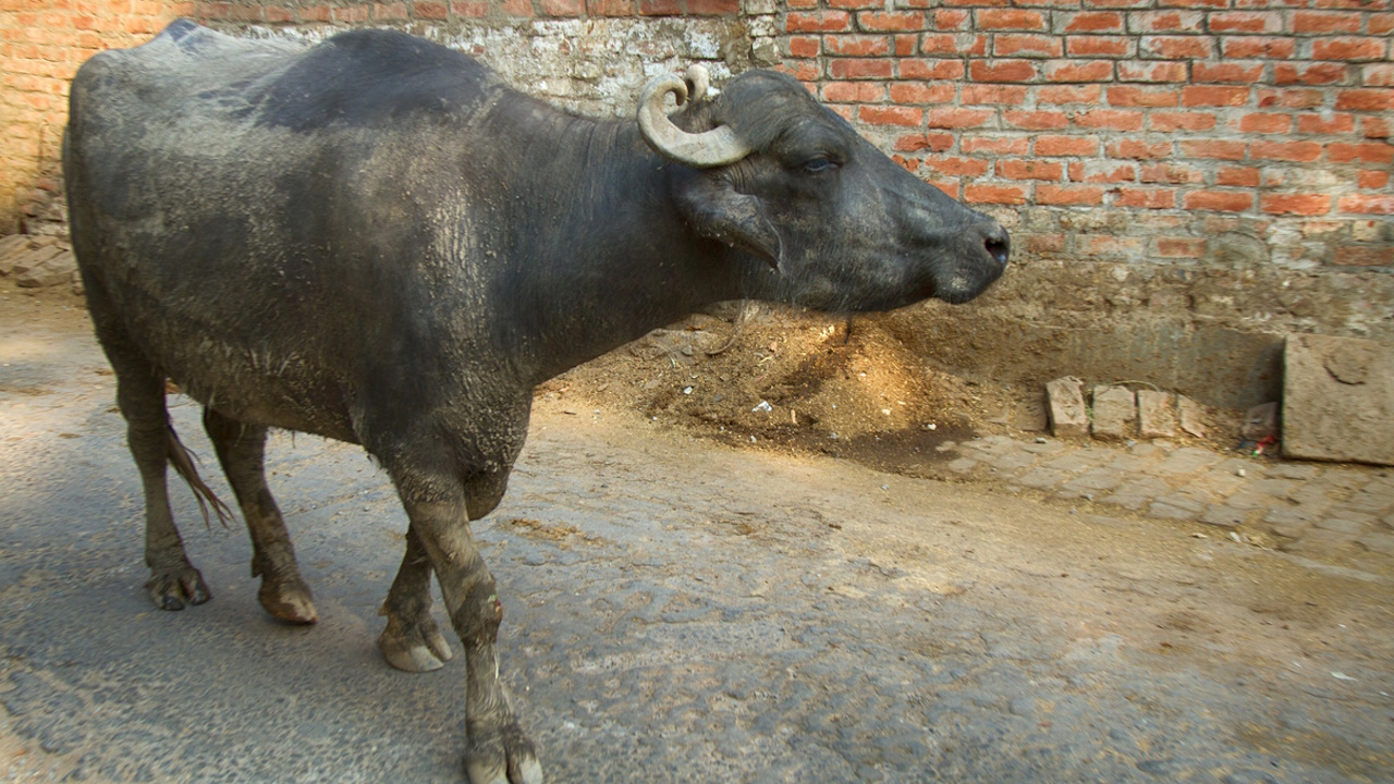 Water Buffalo Images