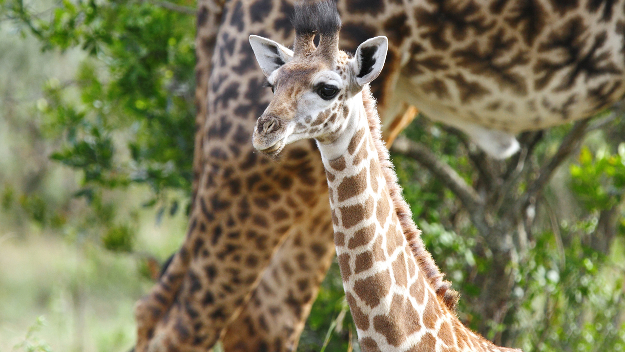 Tennessee zoo asks public to help choose new baby giraffe’s name – 97.1 ...