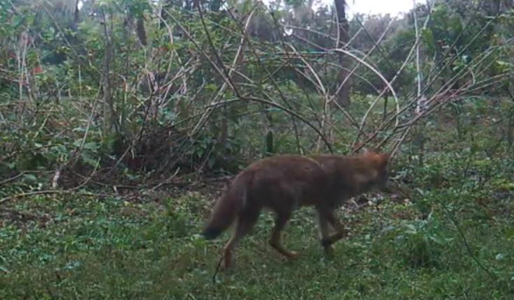 Watch: Rare black coyote spotted living in Winter Park – WDBO