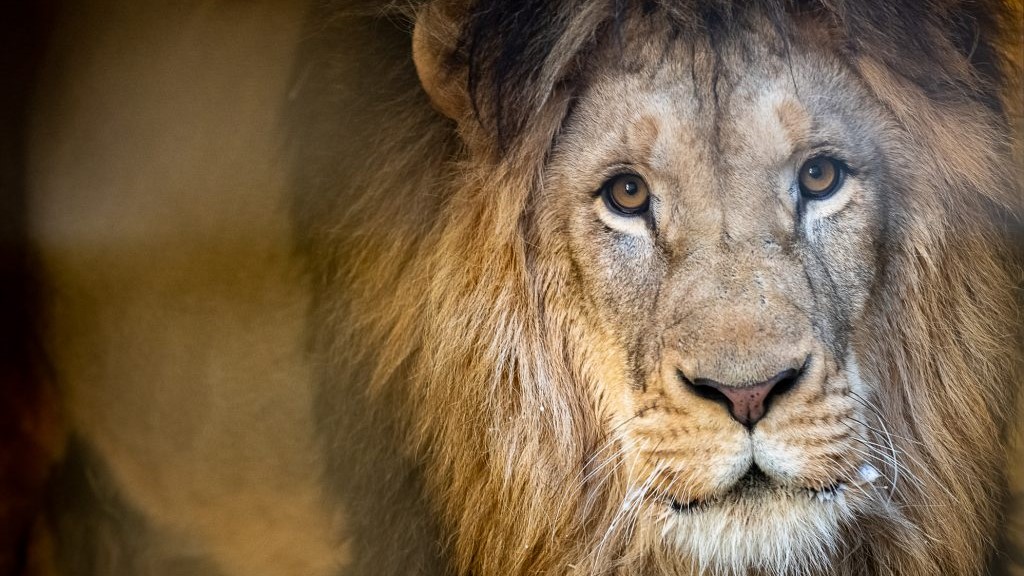 3 new African lions welcomed to Pittsburgh Zoo & PPG Aquarium – WPXI