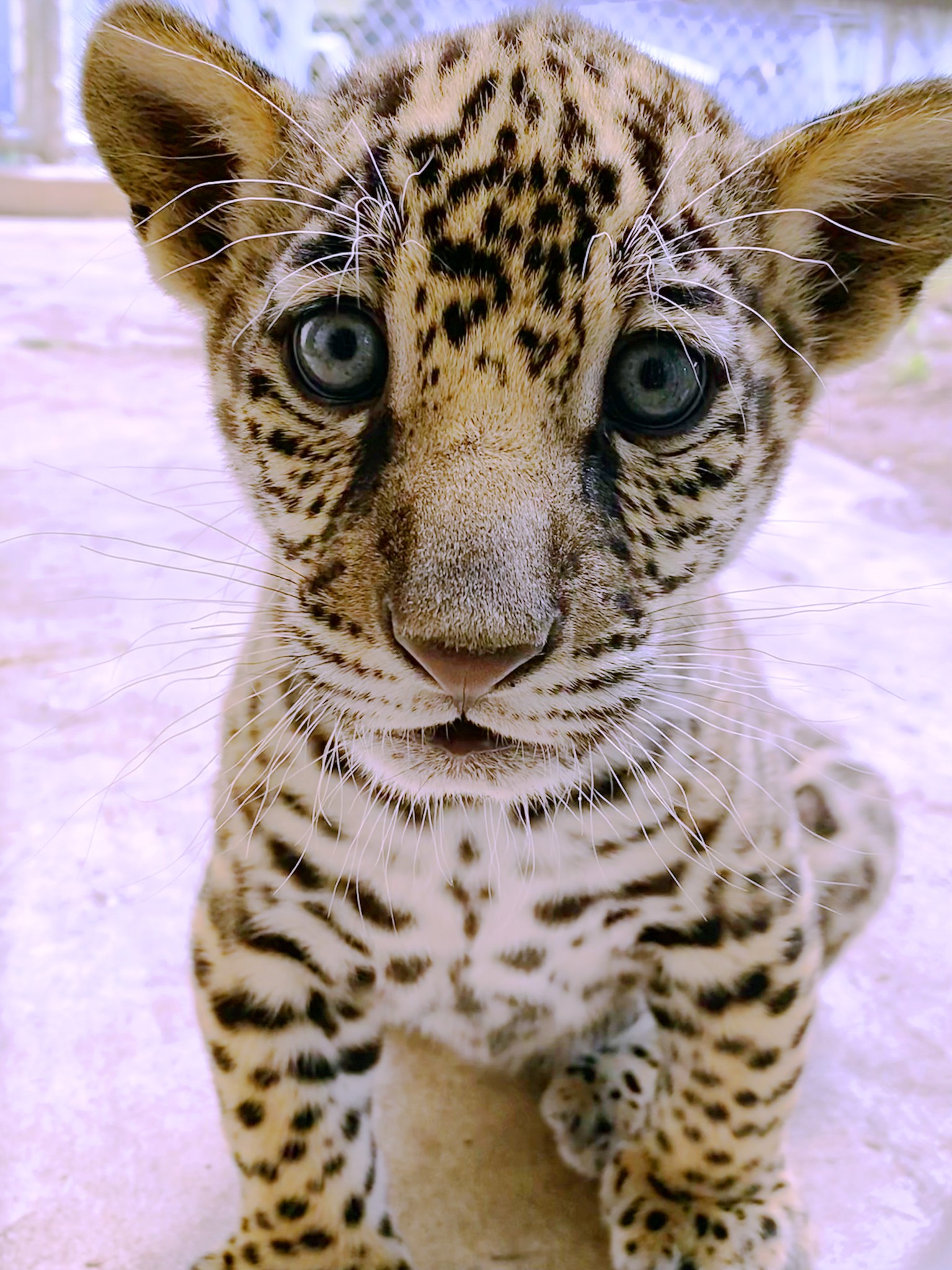 Baby Jaguars