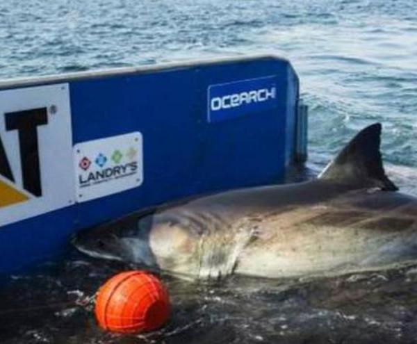 Katherine the shark heading to Florida after summer up north – WDBO