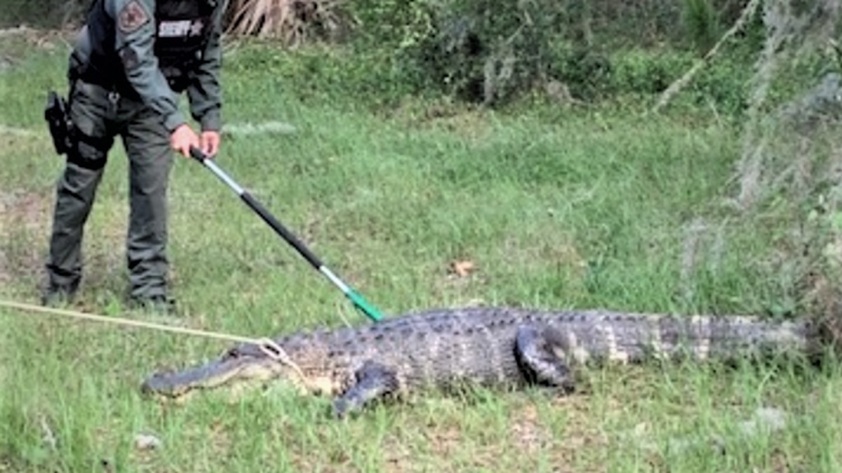 Aggressive gator stops traffic on Florida road – 104.5 WOKV
