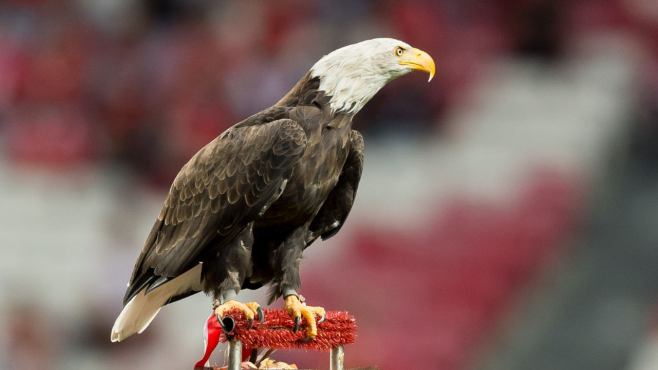 Nebraska conservation officers rescue bald eagle before blizzard – WSB ...