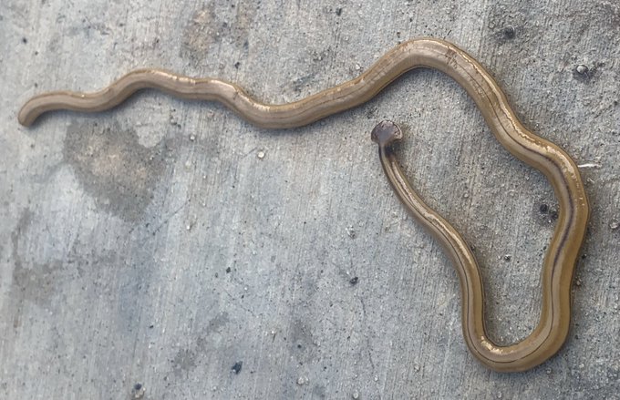 Invasive hammerhead flatworm spotted in Southeast Georgia