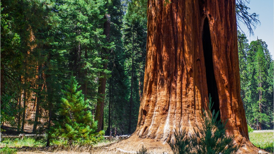 Redwood