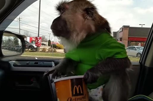 Hungry monkey makes mess of morning oatmeal – WDBO