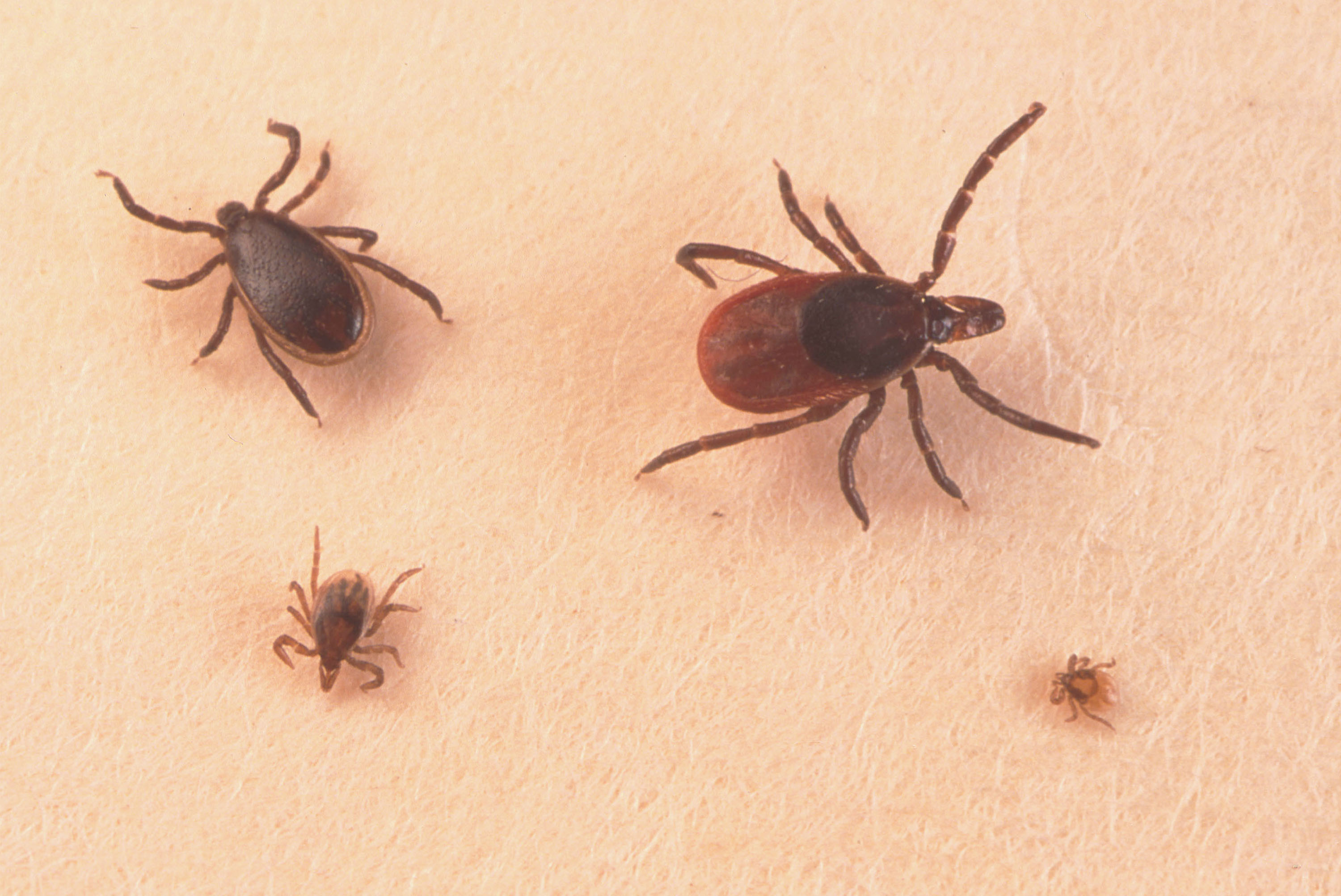 CDC predicts worst tick season in years – 95.5 WSB
