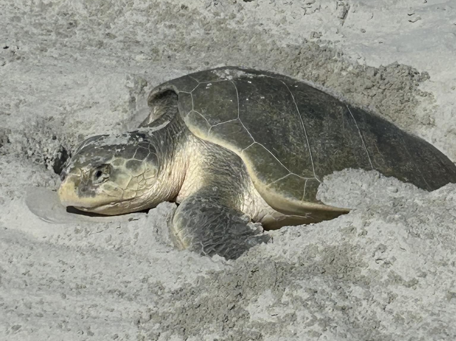 Turtle Tracks St Johns County Sees 117 Additional Sea Turtle Nests