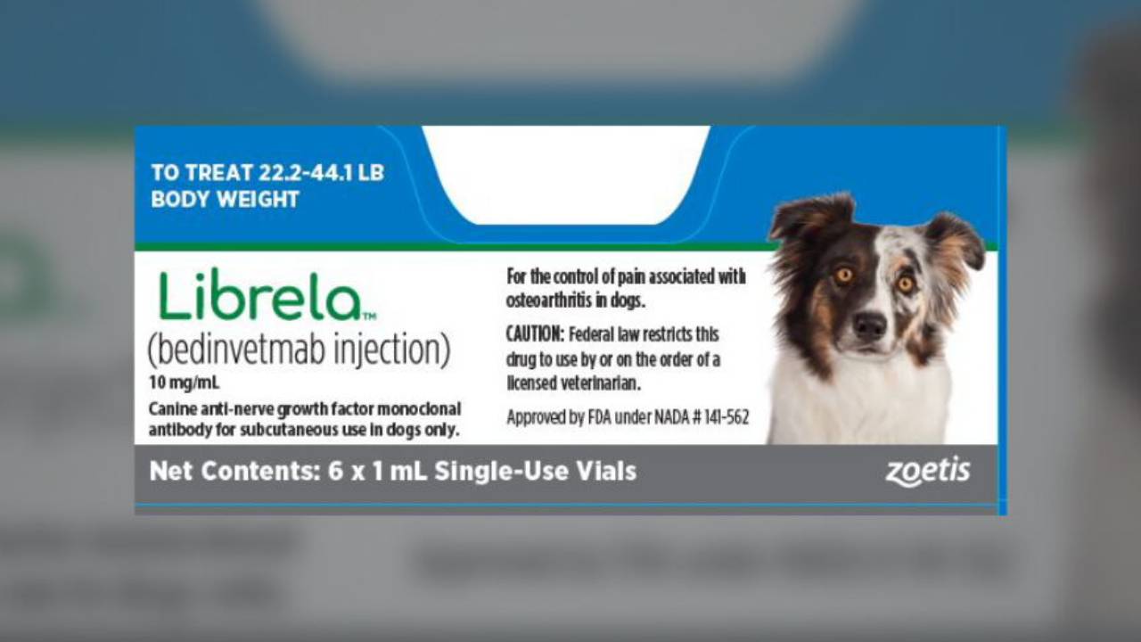 Steroid Hund Rimadyl For Pet Owners | Zoetis Petcare