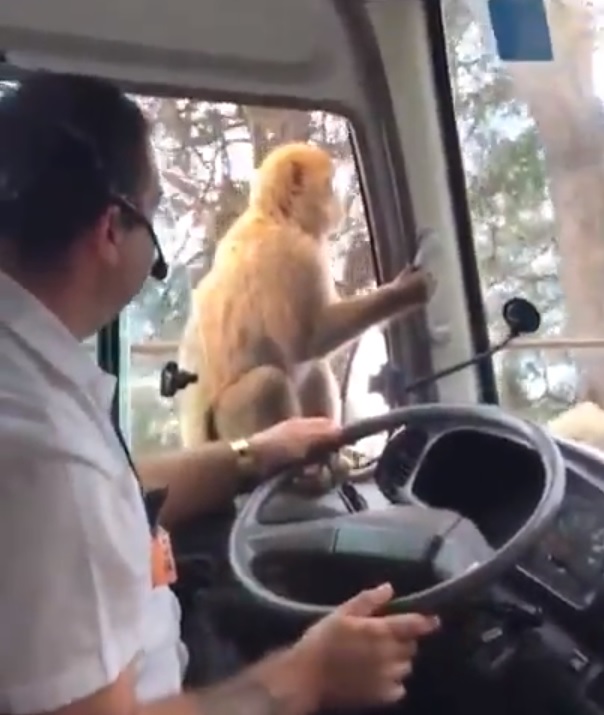 Monkey steals tour bus driver's lunch in hilarious video – WDBO