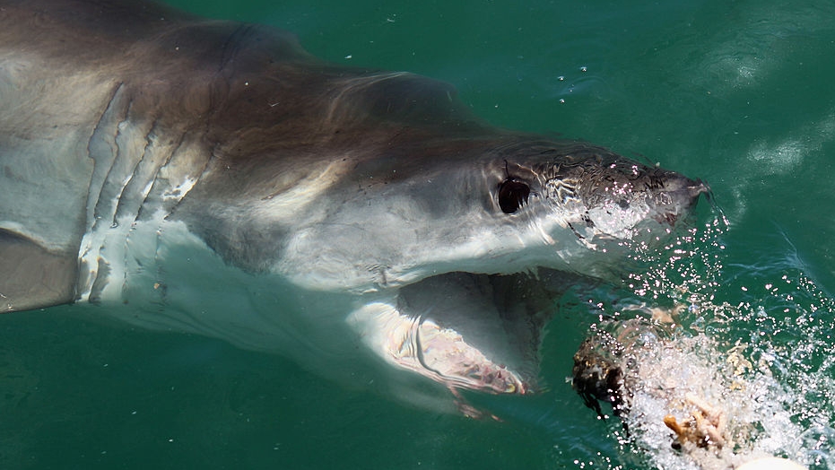 Great white shark pings off Myrtle Beach coastline – WDBO
