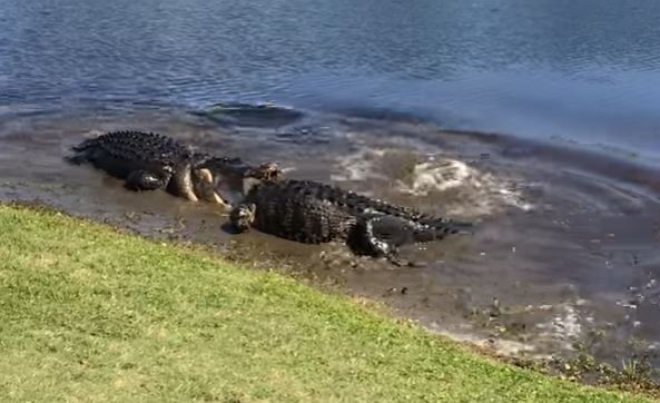 Two gators, one pond: giant gators fight on North Carolina golf course ...