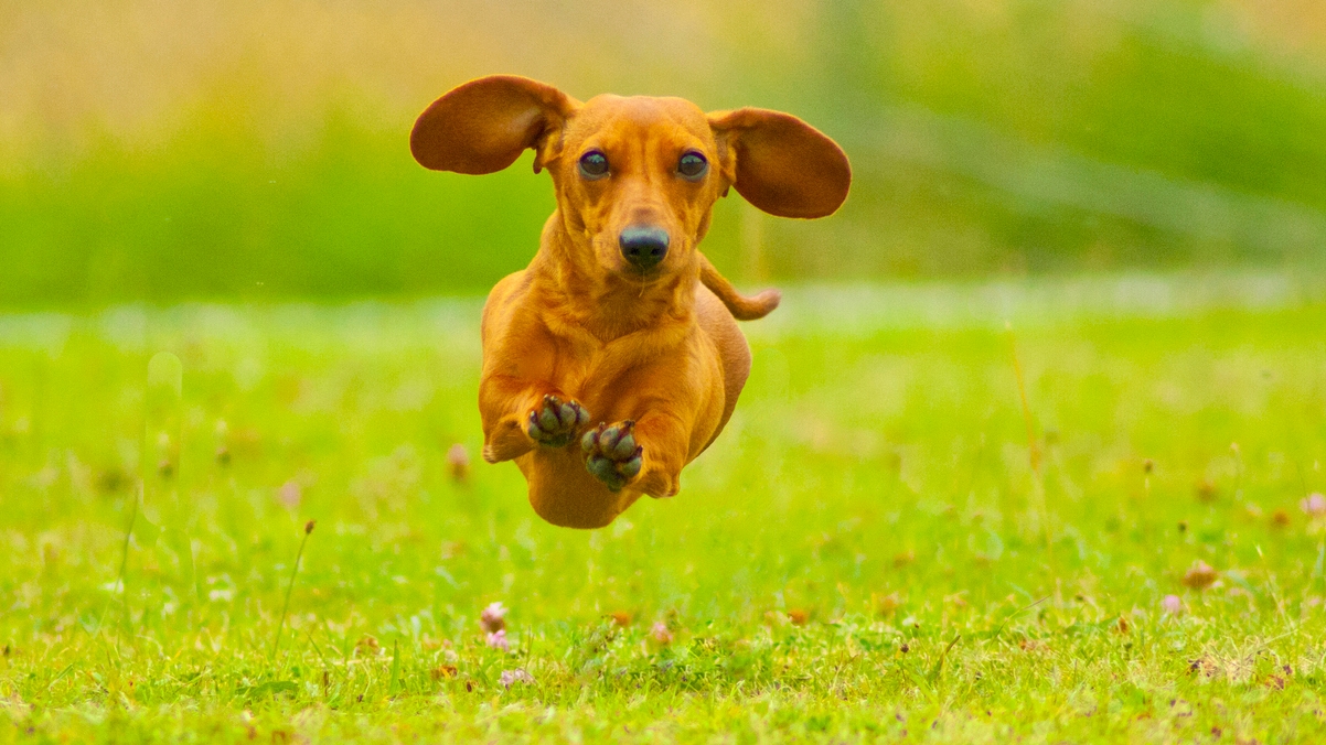 Top dog: Wiener dogs race kicks off Oktoberfest celebrations – Action ...