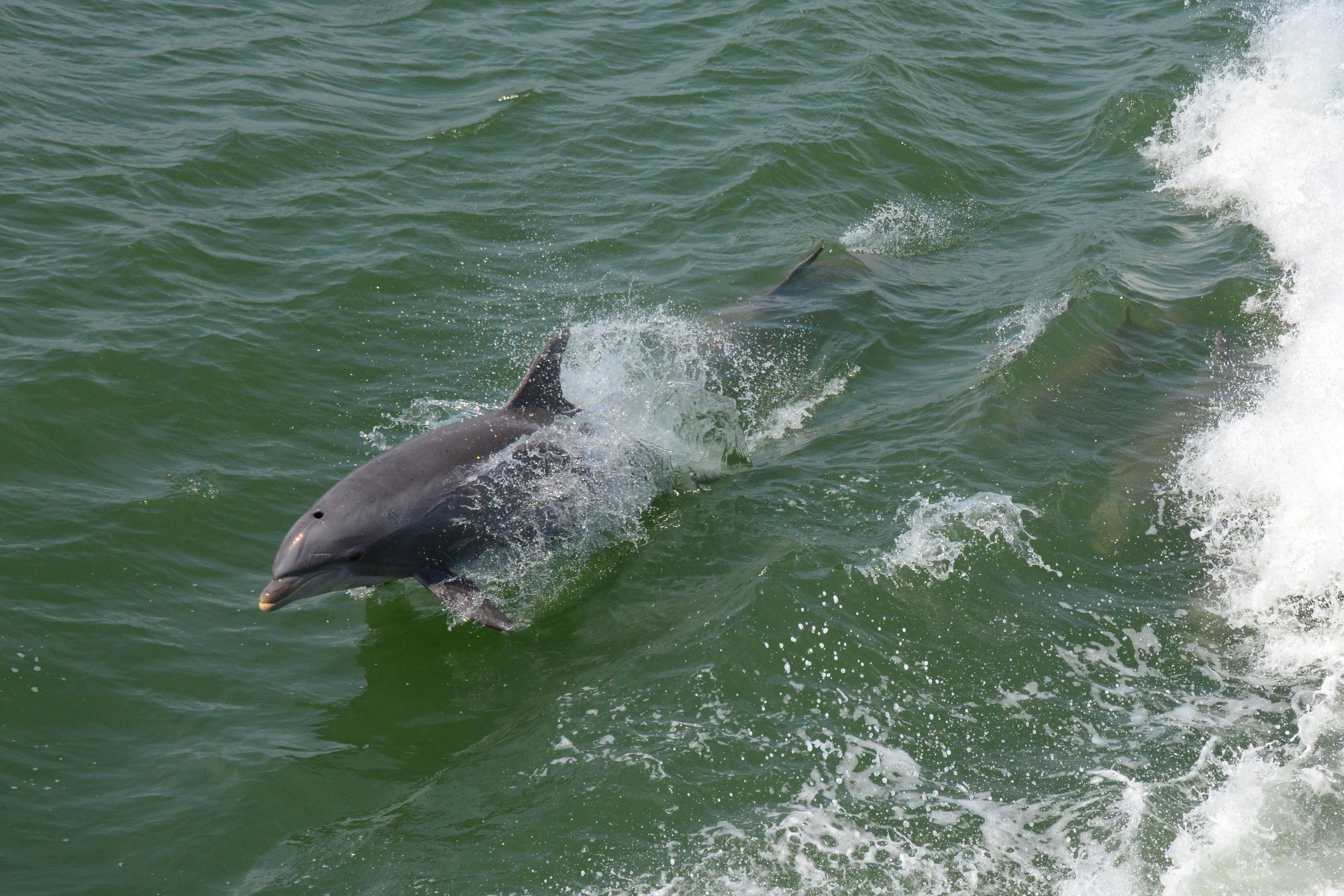 $38K award offered in hunt for dolphin killer – WDBO