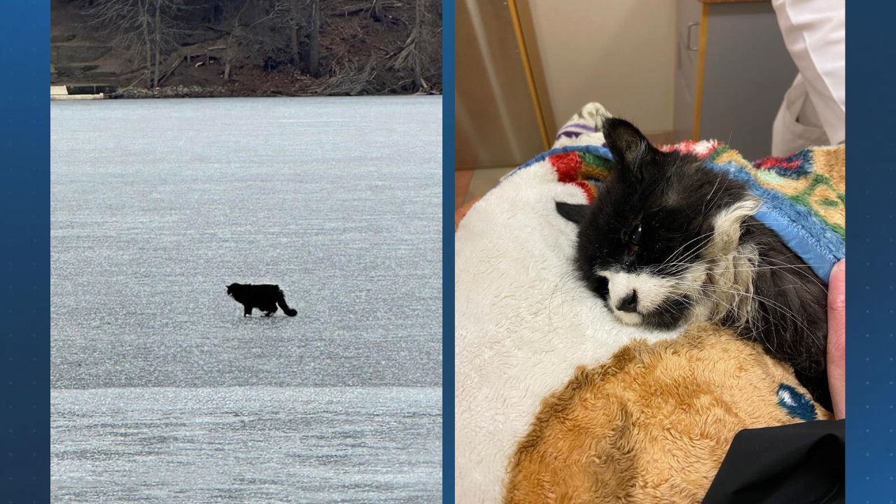 Drowning Cat