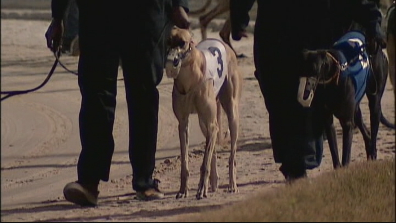 Investigation underway after racing greyhounds found dead, sick – WDBO
