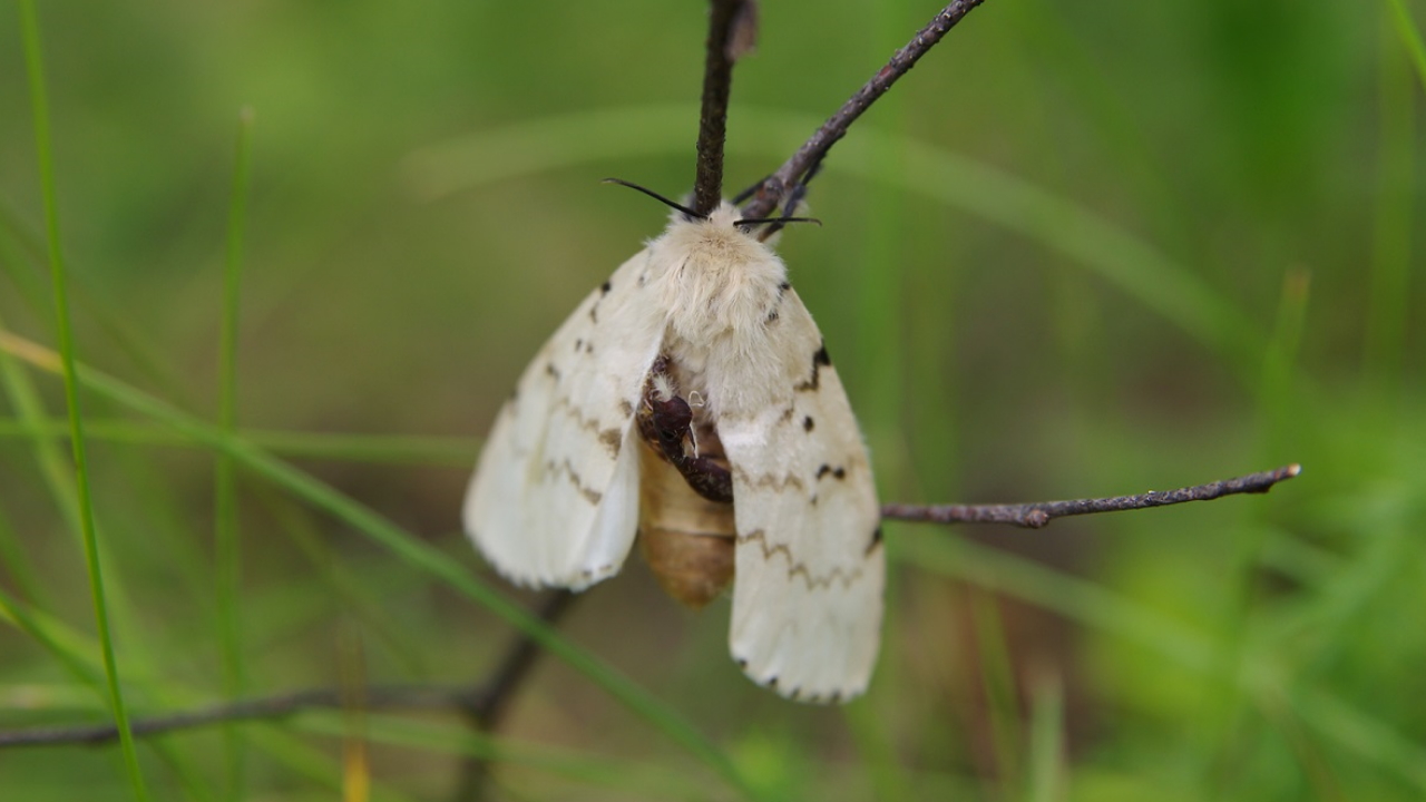 Gypsy moth will be renamed to eliminate offensive label – KIRO 7 News ...