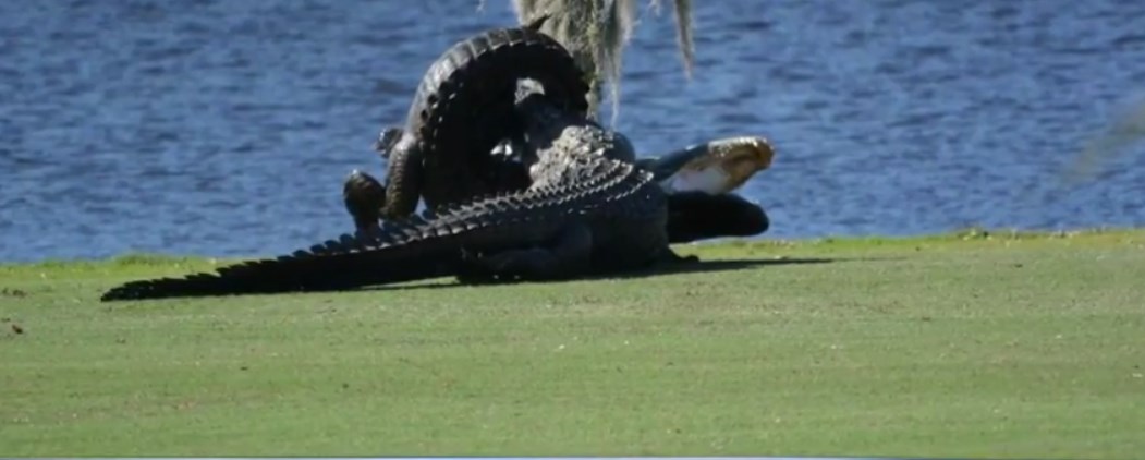 Epic battle between 2 gators on Florida golf course – WDBO