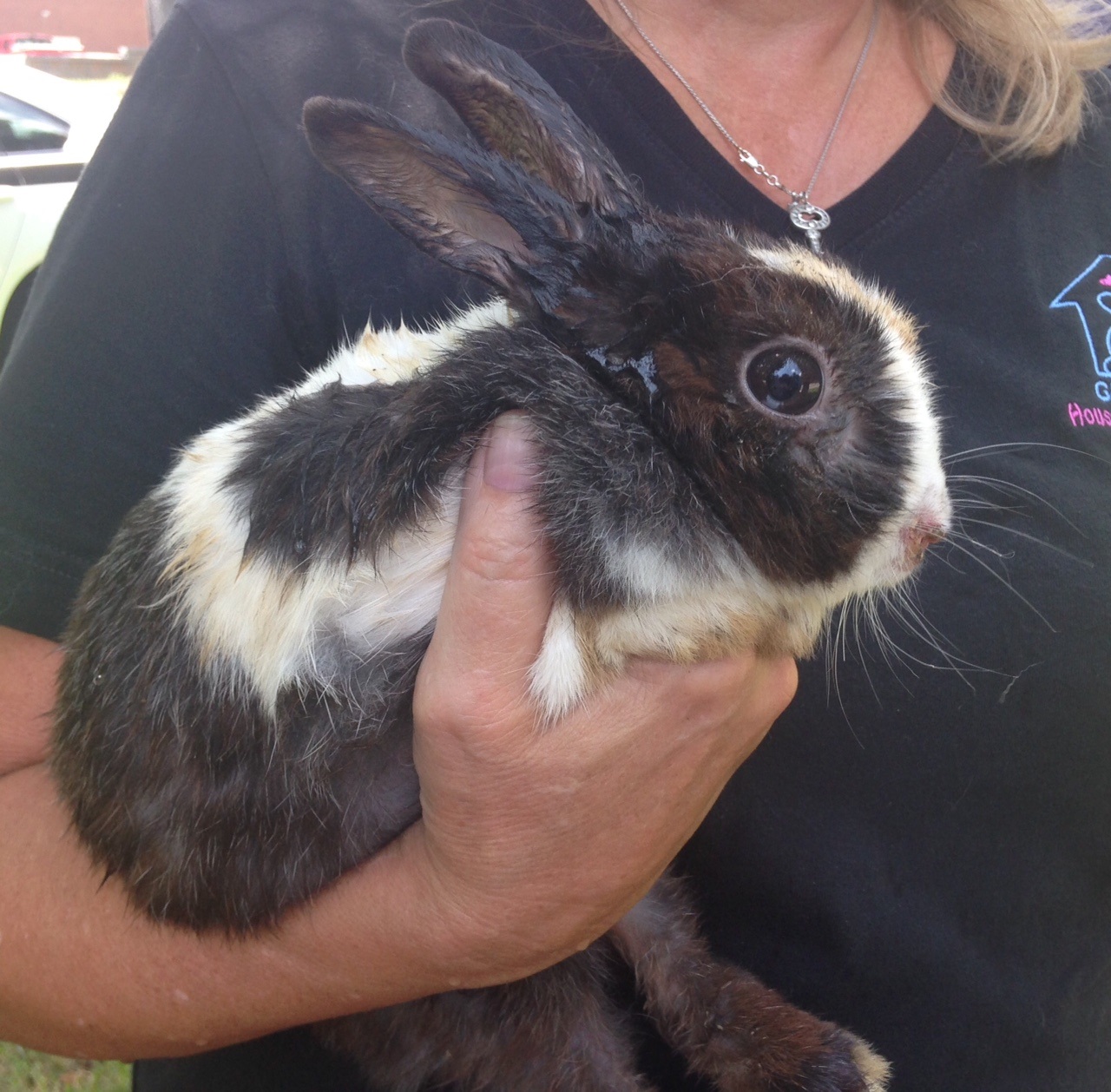 200 plus rabbits to be taken from Grayson home – 95.5 WSB